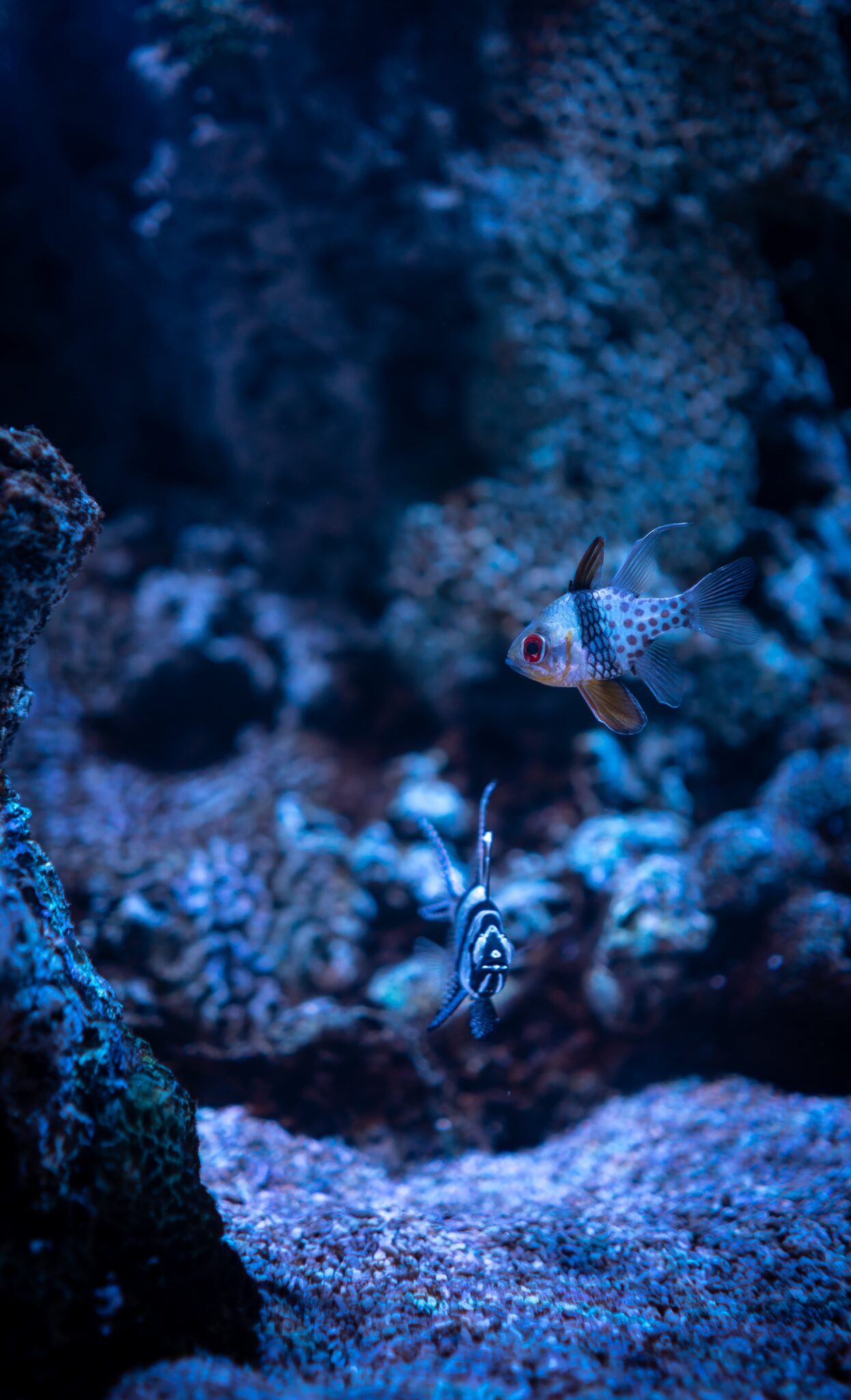 B.Sc. In Oceanography – Ocean University of Sri Lanka